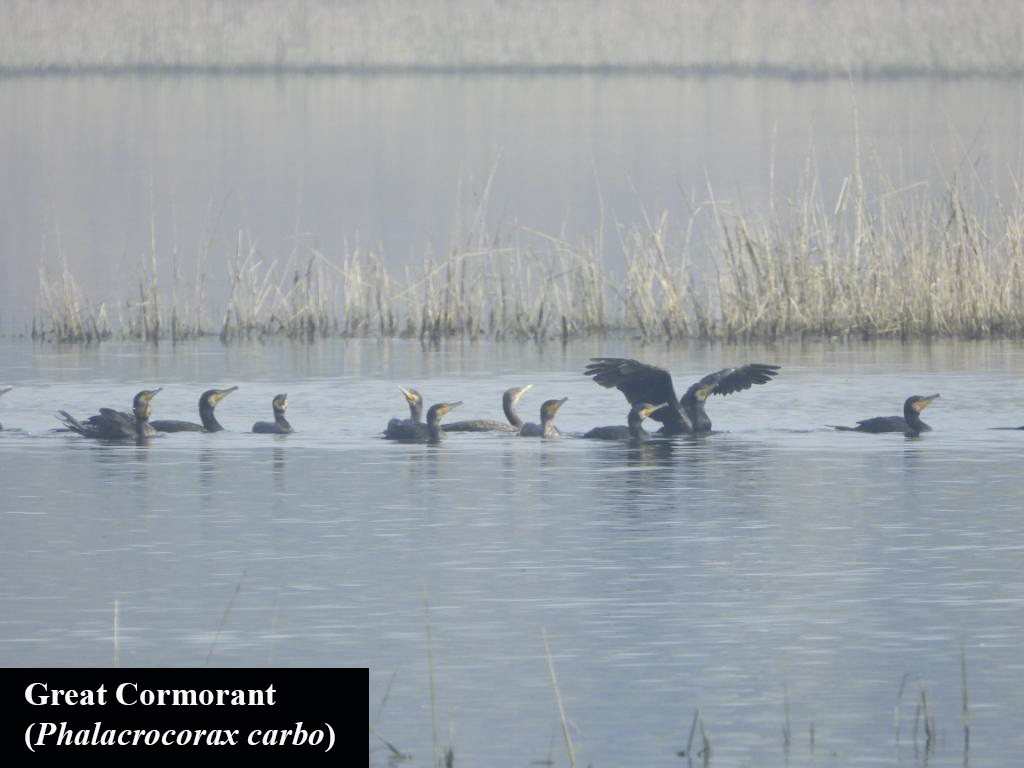 Asian Waterbird Census (AWC) 2024 conducted in Meghalaya | Official ...